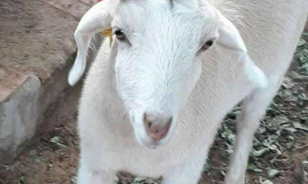 Popular / La Cabrita más famosa e influencer de Limpio falleció tras ...