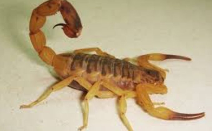 Popular / ¡Nde! Una bebé de meses, nueva víctima de picadura de alacrán