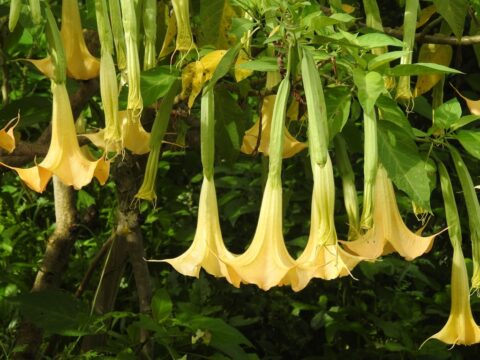 Popular / (VIDEO) Toxicólogo alerta sobre peligro del "floripondio ...