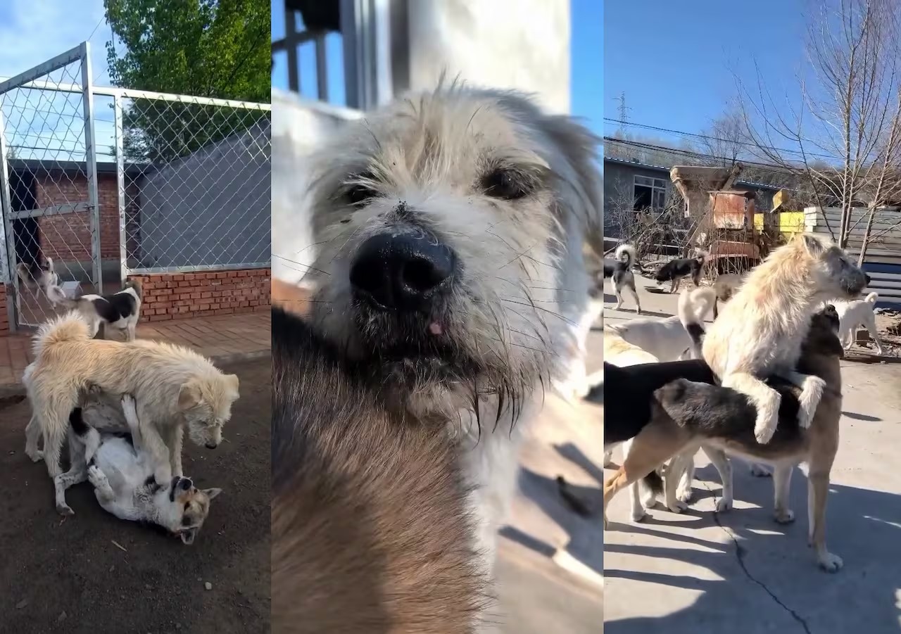 Popular / (Video) King Charles, el perrito que reina sin ladrar y ...