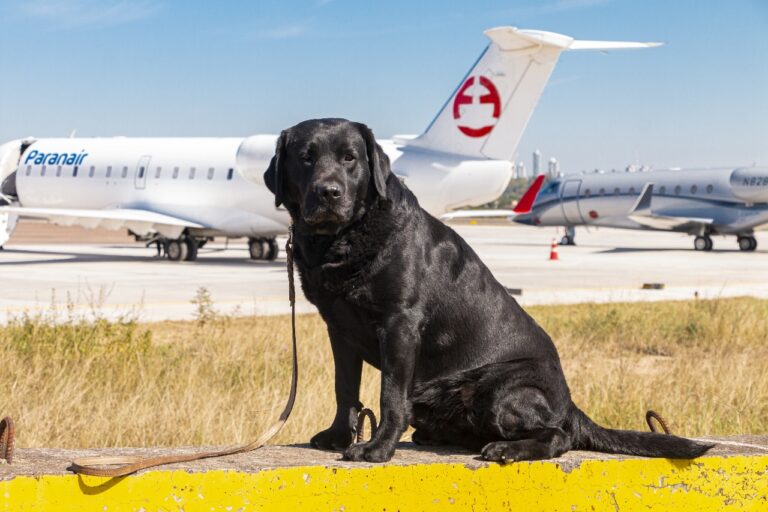 Popular / (Video) Rocky se jubila: emotiva despedida al perro antidrogas de la SENAD